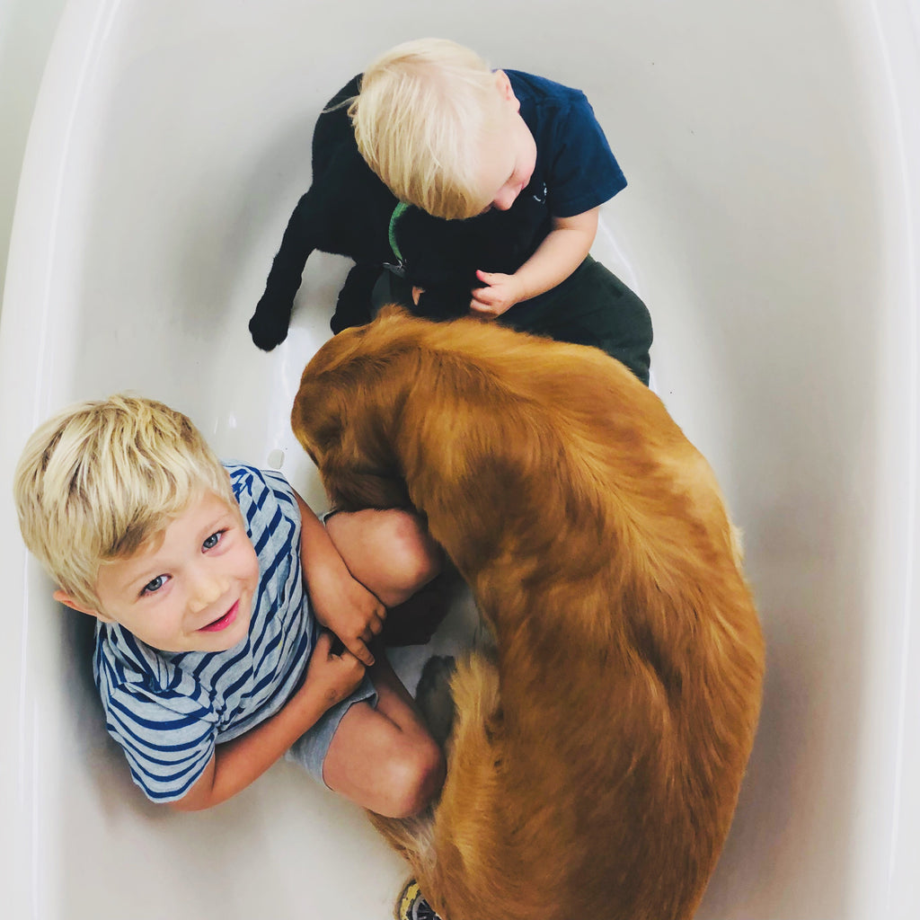 Puppy Training While Raising Little Ones