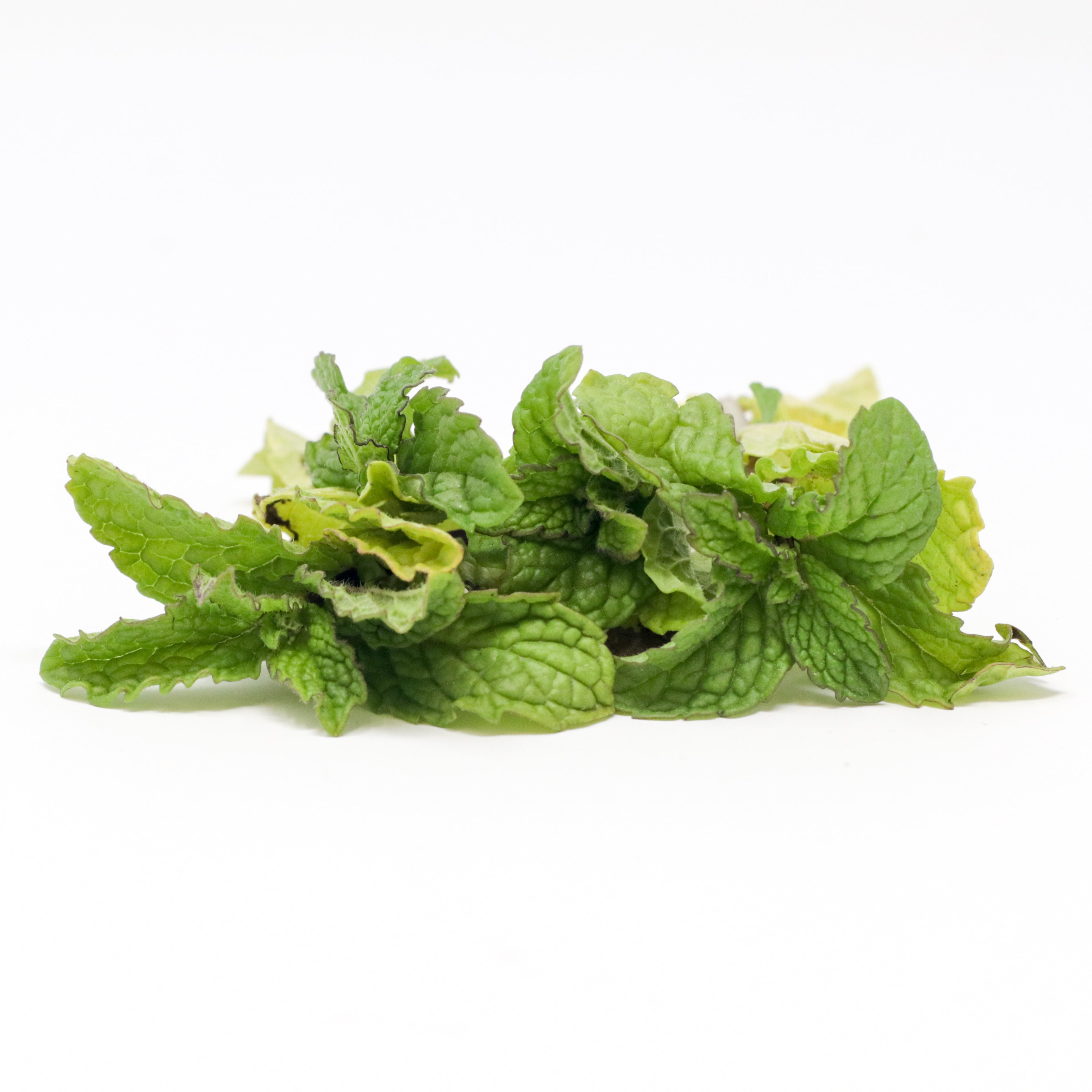 Ingredient Spotlight- Menthol | Tubby Todd Bath Co.